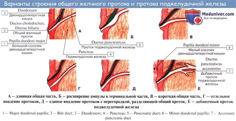 Анатомия человека: Поджелудочная железа. Нормальная анатомия ...