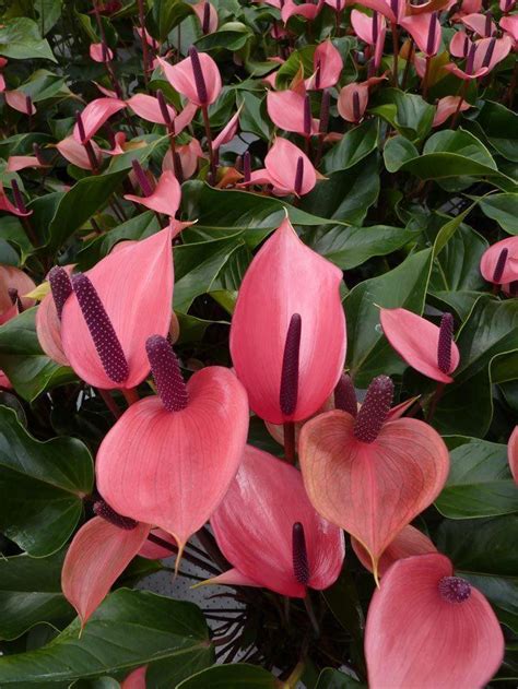 Anthurium, sfaturi de ingrijire si cultivare, plante decorative