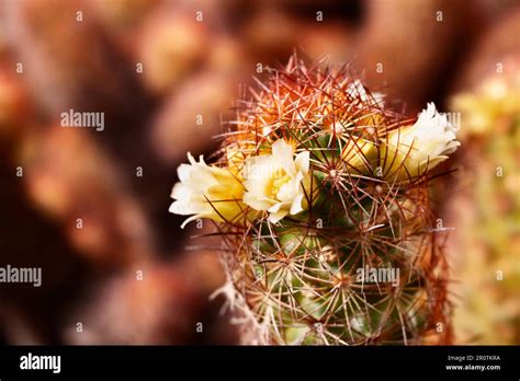 Mammillaria elongata plant -gold lace cactus or lady finger cactus ...