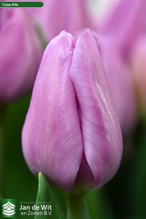 Alibi ® | Tulip | Jan de Wit en Zonen B.V.