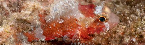 "Discover the Barchin Scorpionfish: Venomous Aquatic Beauty"