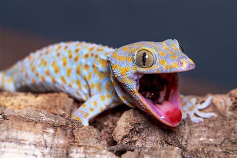 The Amazing Gecko: 20 Interesting Facts about the World’s Most Species ...