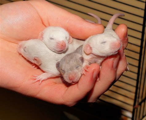 40+ Free Baby Rat & Rat Images - Pixabay