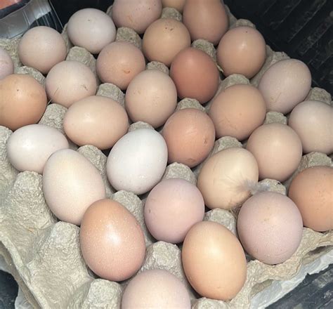 Домашние яйца, Пастбищные яйца: 85 тг. - Продукты питания / напитки ...
