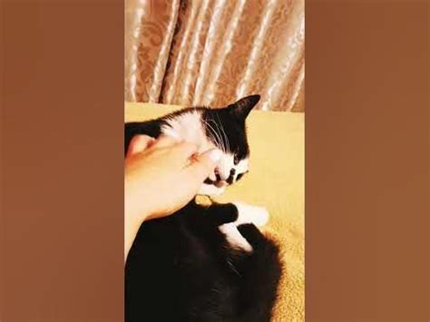 Трогать нельзя, гладить нельзя, только кормить можно. - YouTube
