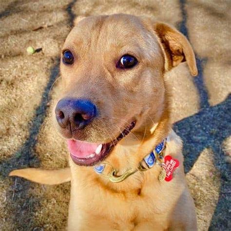 Arnie – Argos, A Shelter Dog Rescue