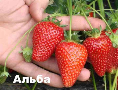 Клубника «Альба» Преимущества и недостатки сорта: Особенности ...
