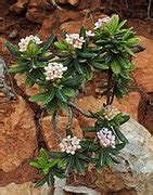 Daphne - Wikipedia