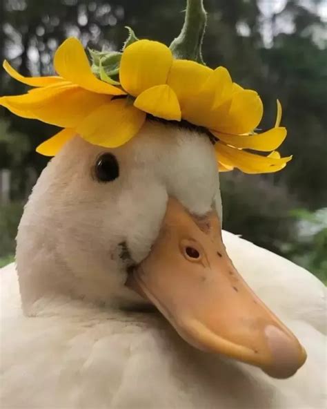 30 Heart Warming Pics That Show Why Ducks Are The Cutest | Duck ...