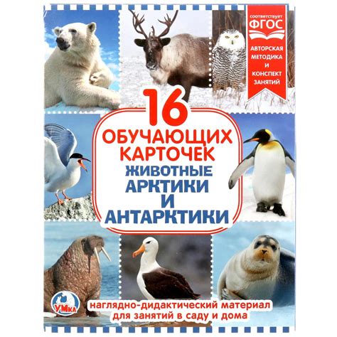 Карточки в папке – Животные Арктики и Антарктиды, 16 обучающих карточек ...