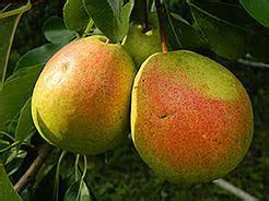 Груша обыкновенная. Pyrus communis Просто Мария (осенний сорт) (Pyrus ...