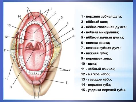 Ротовая полость. Строение и функции - презентация онлайн