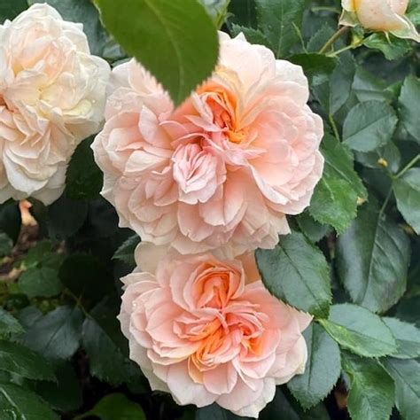 Garden of Roses ® | Roses' Name