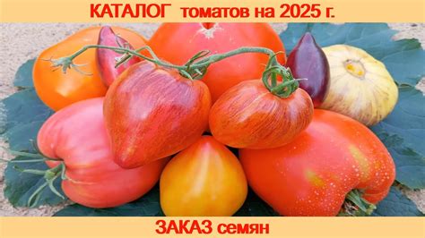 КАТАЛОГ томатов на 2025 год. ЗАКАЗ семян - YouTube