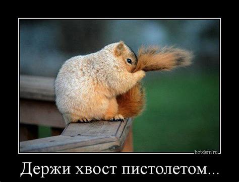 Демотиватор: Держи хвост пистолетом...