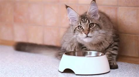 🐱Лучшие корма для мейн-кунов на 2025 год