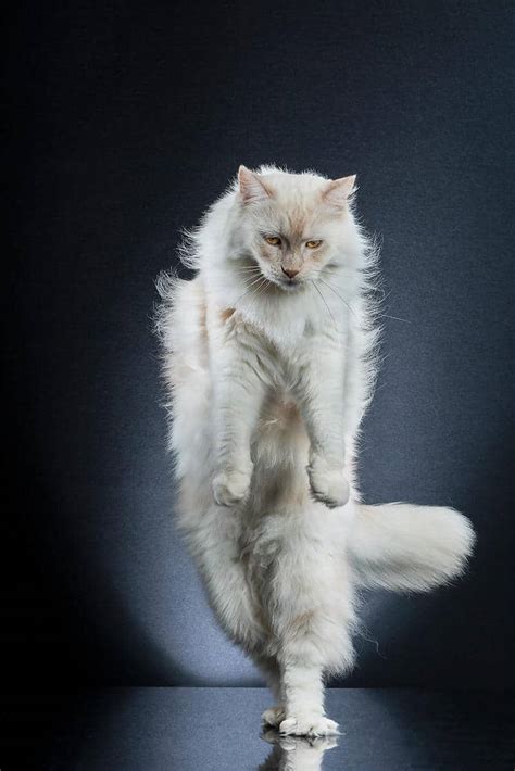 Сказочные котики: tanjand — LiveJournal