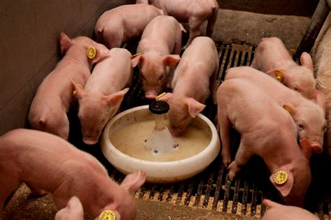 Bovine colostrum helps piglets consume creep feed - Pig Progress