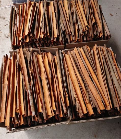 Cinnamomum Cassia - Cassia Bark Latest Price, Manufacturers & Suppliers