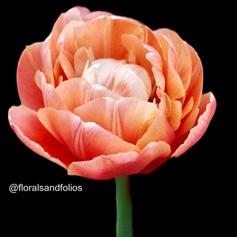 Tulip ‘Copper Image’, 10 stk – Dr Blomster