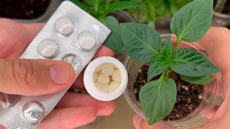 3 Таблетки Под Любую Рассаду и Она Коренастая и Прет Во Всю На Глазах ...