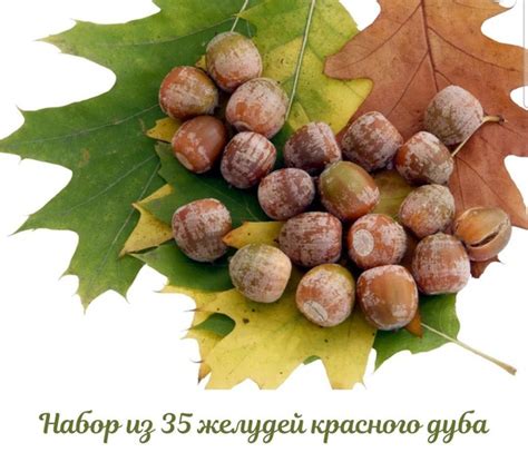 Желуди красного дуба - купить с доставкой по выгодным ценам в интернет ...
