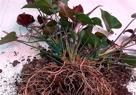 Антуриум — уход в домашних условиях, фото, сорта, советы