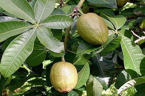 Пахира – уход и размножение растения в домашних условиях - What Flower?