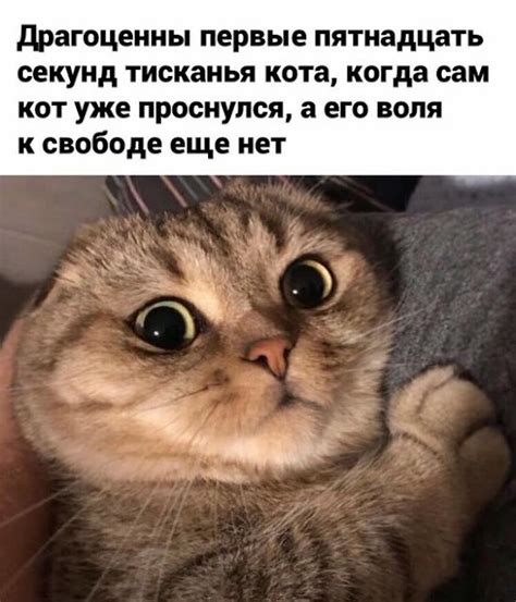 По секрету всему свету...: Котосмешинки...