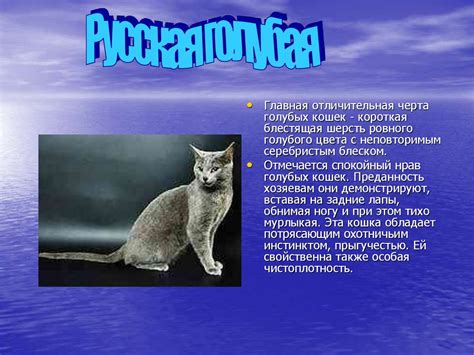 Кошки - презентация онлайн