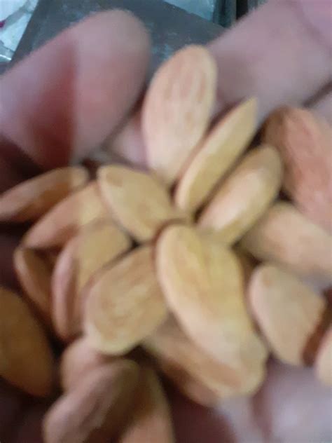 Badam at Rs 550/number | dry fruits in Amreli | ID: 13016827355