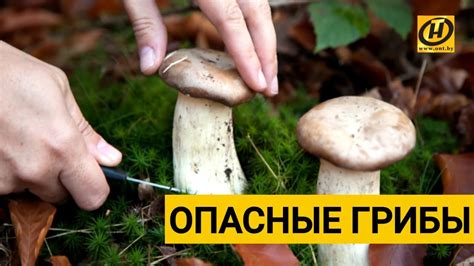 Опасные грибы. Это есть КАТЕГОРИЧЕСКИ нельзя! - YouTube