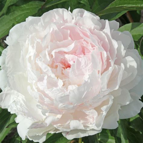 Nancy Nora | American Peony Society