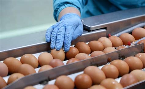 ФАС начала проверки 12 производителей яиц и курятины