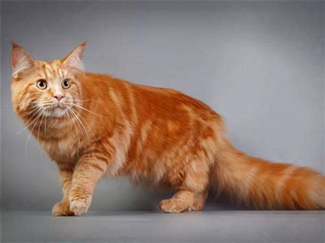 Кот Мэйкун Рыжий Фото