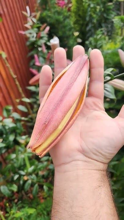 Лилия Райзинг Мун ОТ-гибридLilium Rising Moon OT hybrid #Восходящая ...