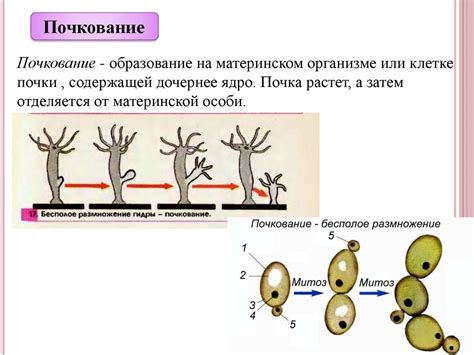 Бесполое размножение растений и животных - презентация онлайн