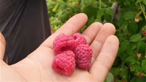 Ремонтантный сорт малины Аврора. Новинка ГИГАНТ. Одна из самых крупных ...