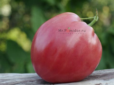 Семена томатов Joe’s Pink Oxheart (Джо бычье сердце розовое), США ...