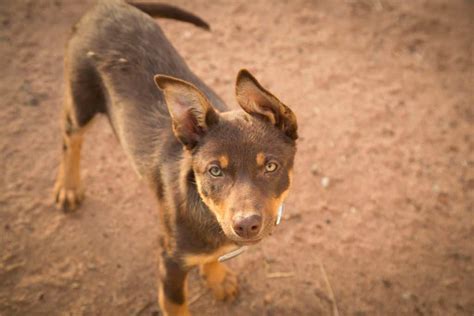 Australian Kelpie-Züchter mit Welpen in der Nähe (Favoriten) - Hunde2.de
