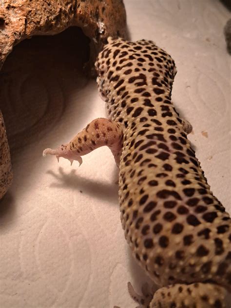 Gecko limping : r/leopardgeckos