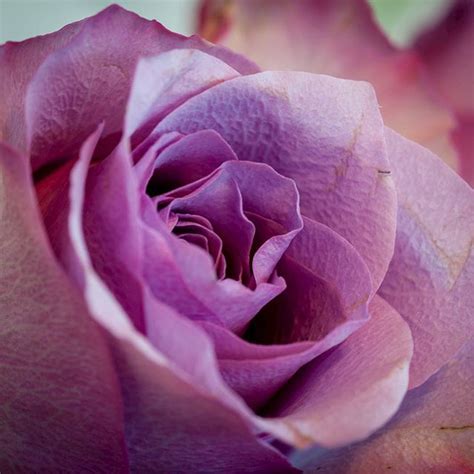 Die lila Rose | leopoldnet