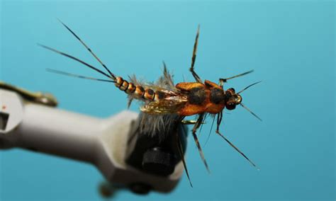 Articulate Burrowing Mayfly Nymph