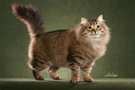 Siberian