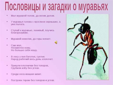 Муравьи. Виды муравьёв - презентация онлайн