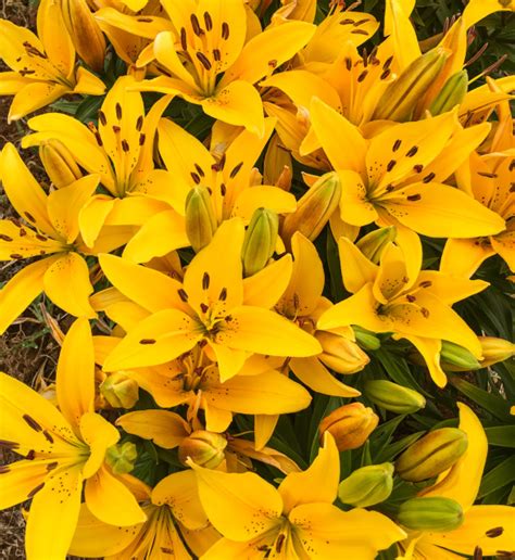 Mini Lilies