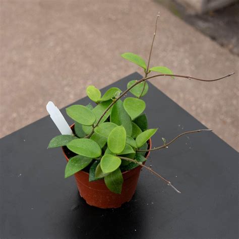 Hoya "Chouke" - Gabriella Plants
