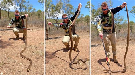 ‘Once in a lifetime catch’: Monster taipan wrangled at Townsville uni ...