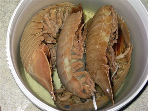 More Giant Isopods | We've been looking for a teaching speci… | Flickr