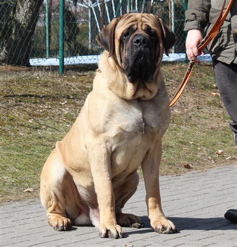 Old English Mastiff - News